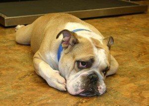Granulomatous Meningoencephalomyelitis (GME) | Texas West Animal Health