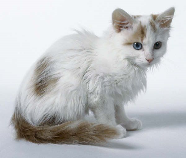 Turkish Van | Texas West Animal Health