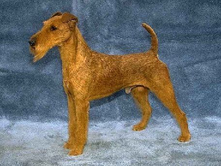 Irish Terrier | Texas West Animal Health