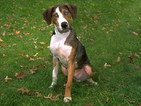 Catahoula Leopard Dog | Texas West Animal Health