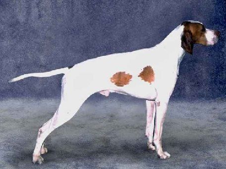 Braque Saint Germain | Texas West Animal Health