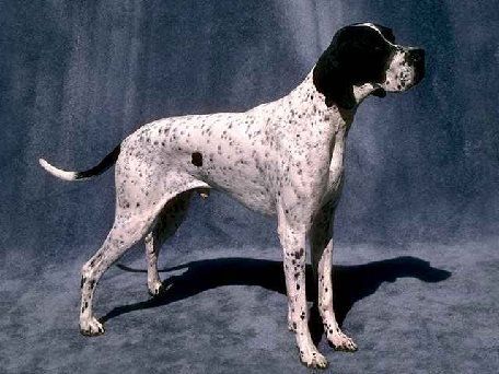 Pointer | Texas West Animal Health