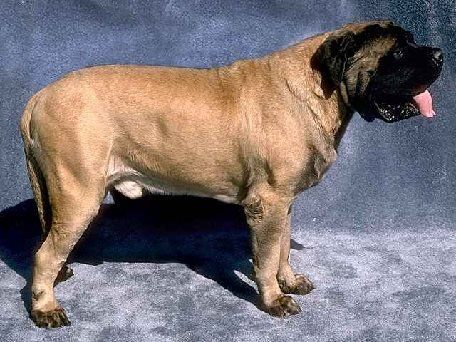 Mastiff | Texas West Animal Health
