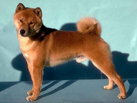 Shiba Inu | Texas West Animal Health